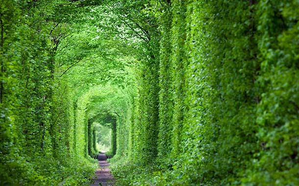 6 most beautiful tree tunnels in the world